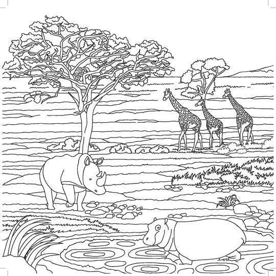 Kaiser Colour: On Safari Colouring Book – KC's Hidden Treasures